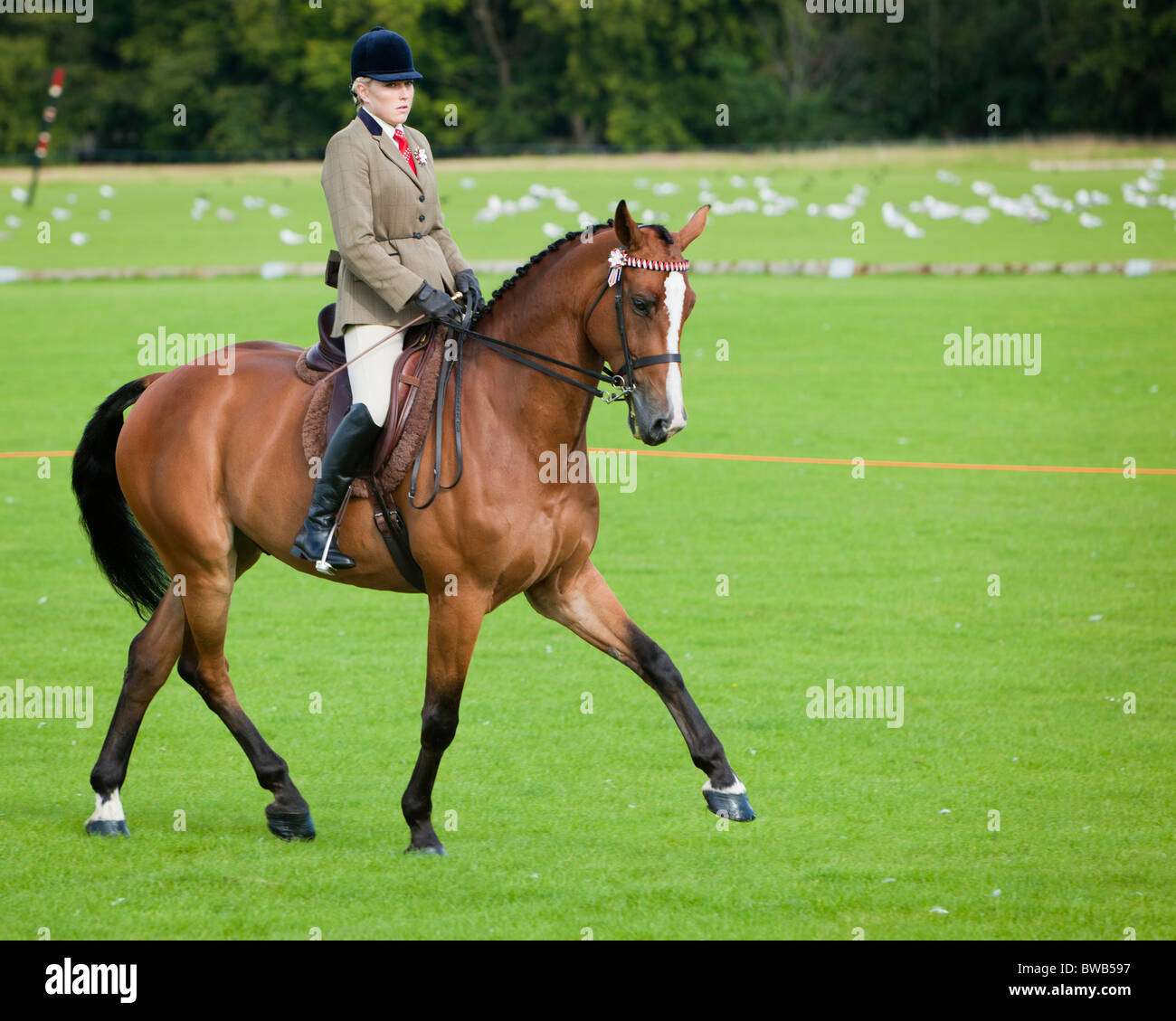Large riding horse hi-res stock photography and images - Alamy