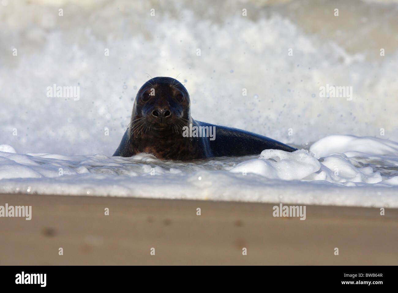 Halichoer hi-res stock photography and images - Alamy