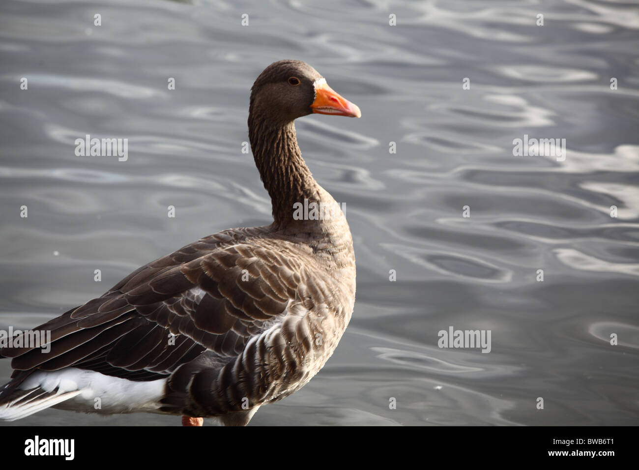 duck by the pond Stock Photo - Alamy