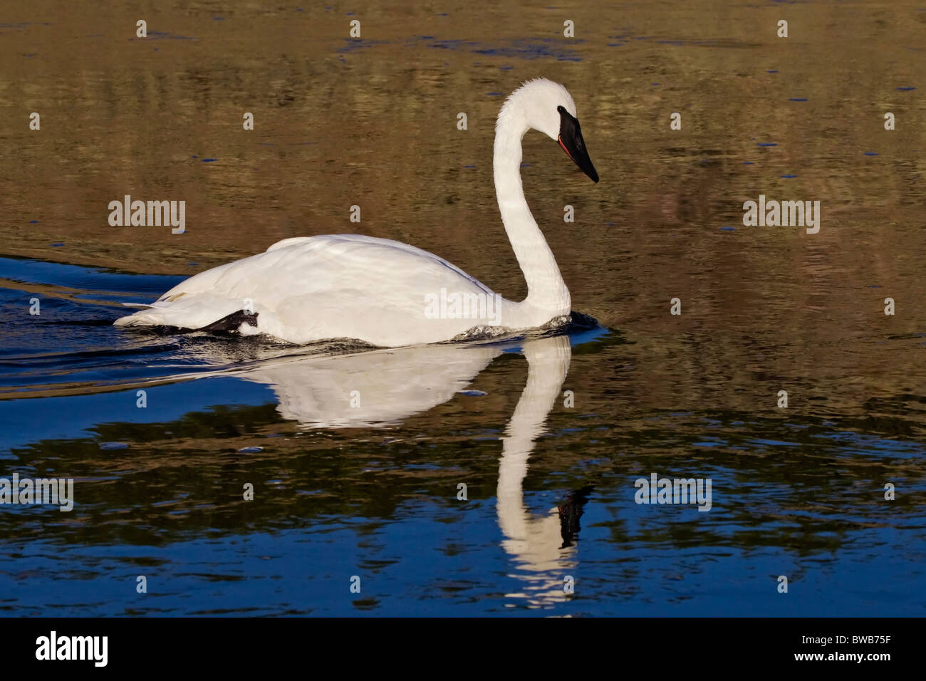 North american swan hi-res stock photography and images - Alamy