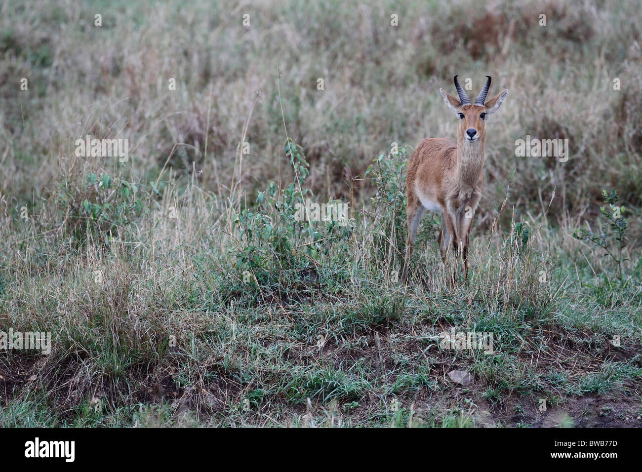Masai Mara Reedbuck, Kenya Stock Photo - Alamy