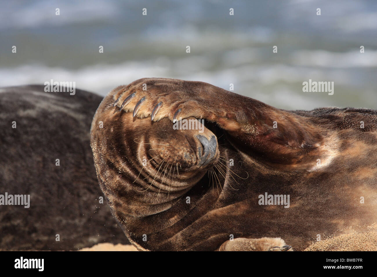 Shy seal hi-res stock photography and images - Alamy