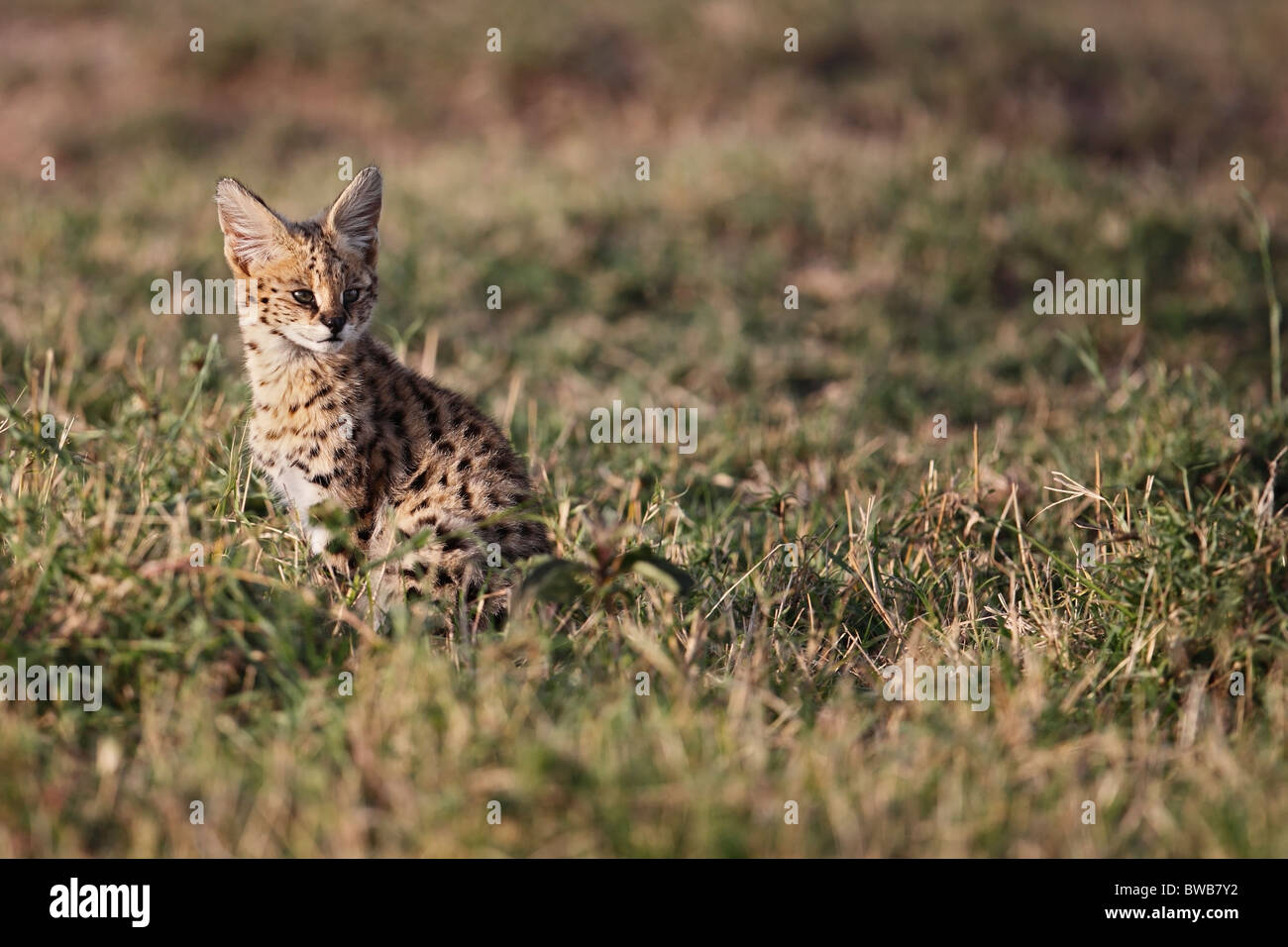 Young serval cat, Masai Mara Game Reserve, Kenya Stock Photo - Alamy