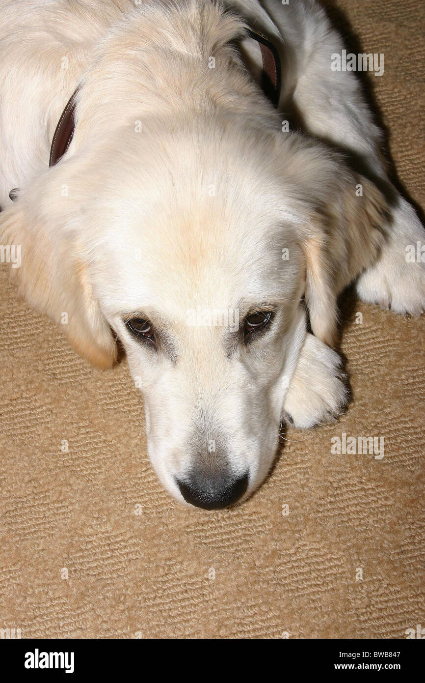 Nicolette sheridans dog hi-res stock photography and images - Alamy