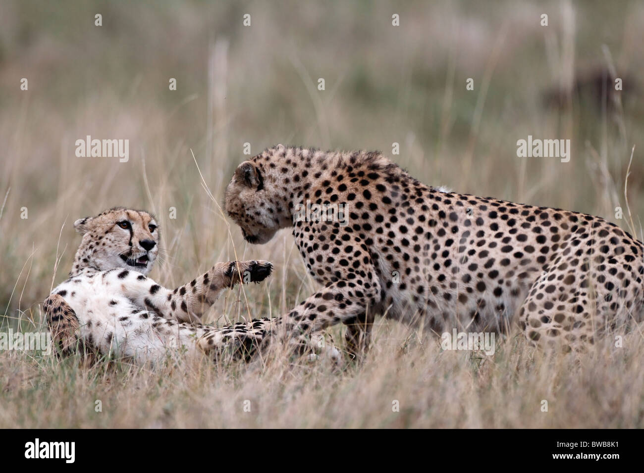 Two Cheetahs play-fighting, Masai Mara Game Reserve, Kenya Stock Photo ...