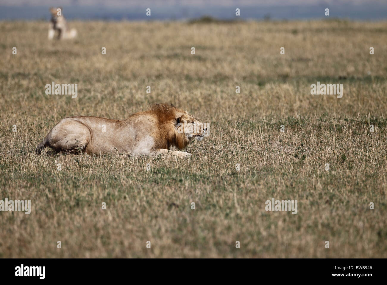 Stalking predators hi-res stock photography and images - Alamy