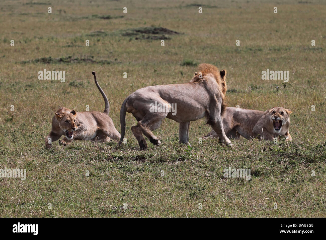 Lion attacking prey hi-res stock photography and images - Alamy