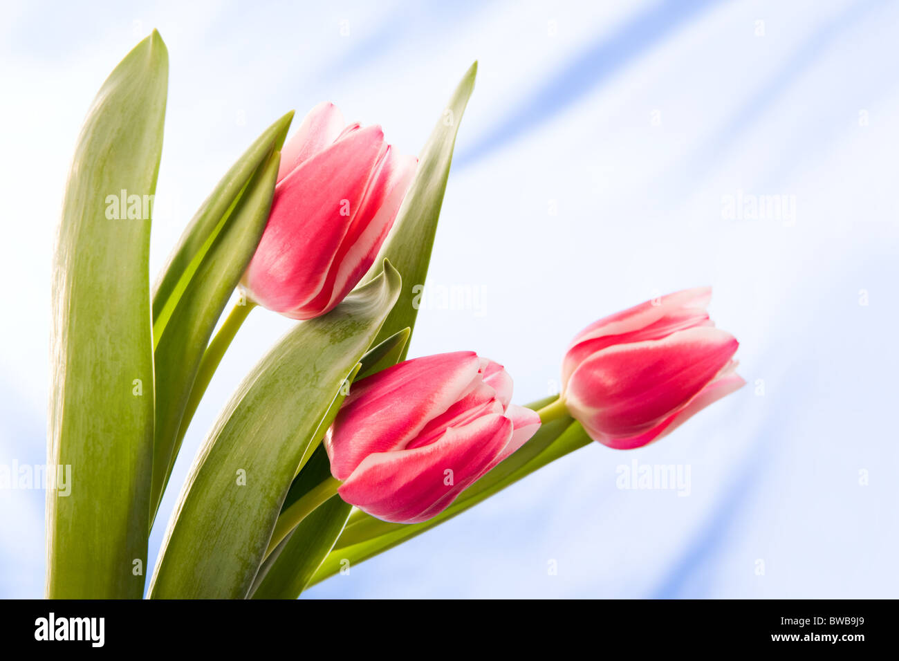 Image of tulips with open buds isolated on blue background Stock Photo ...