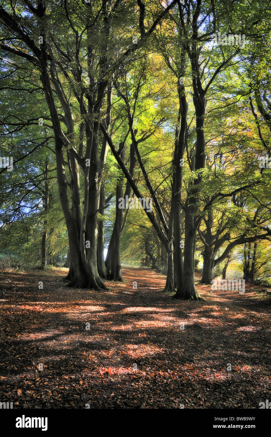 Beech tree uk squirrel hi-res stock photography and images - Alamy