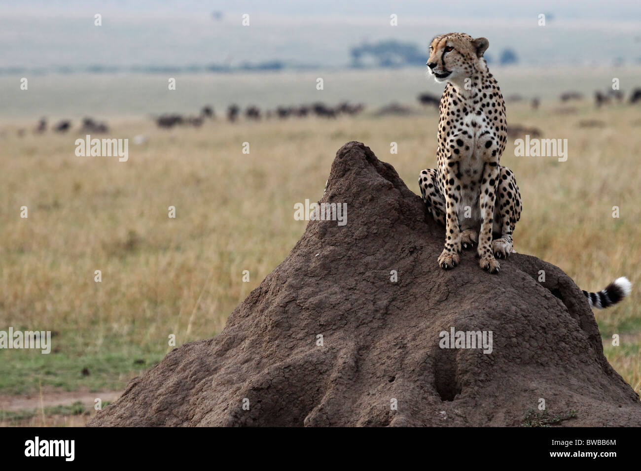 Cheetah sitting on mount hi-res stock photography and images - Alamy