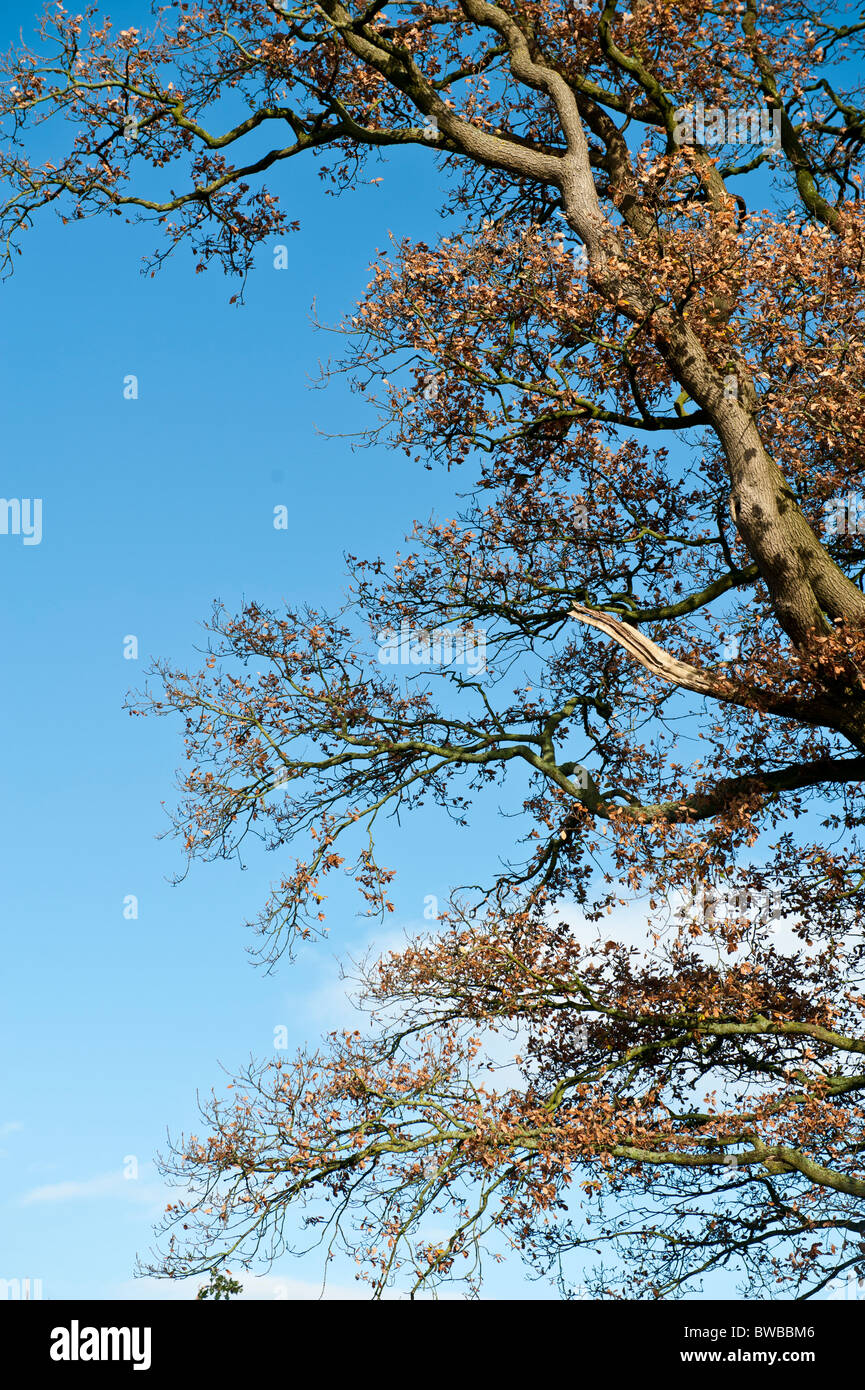 Autumnal beech tree leaves hi-res stock photography and images - Alamy