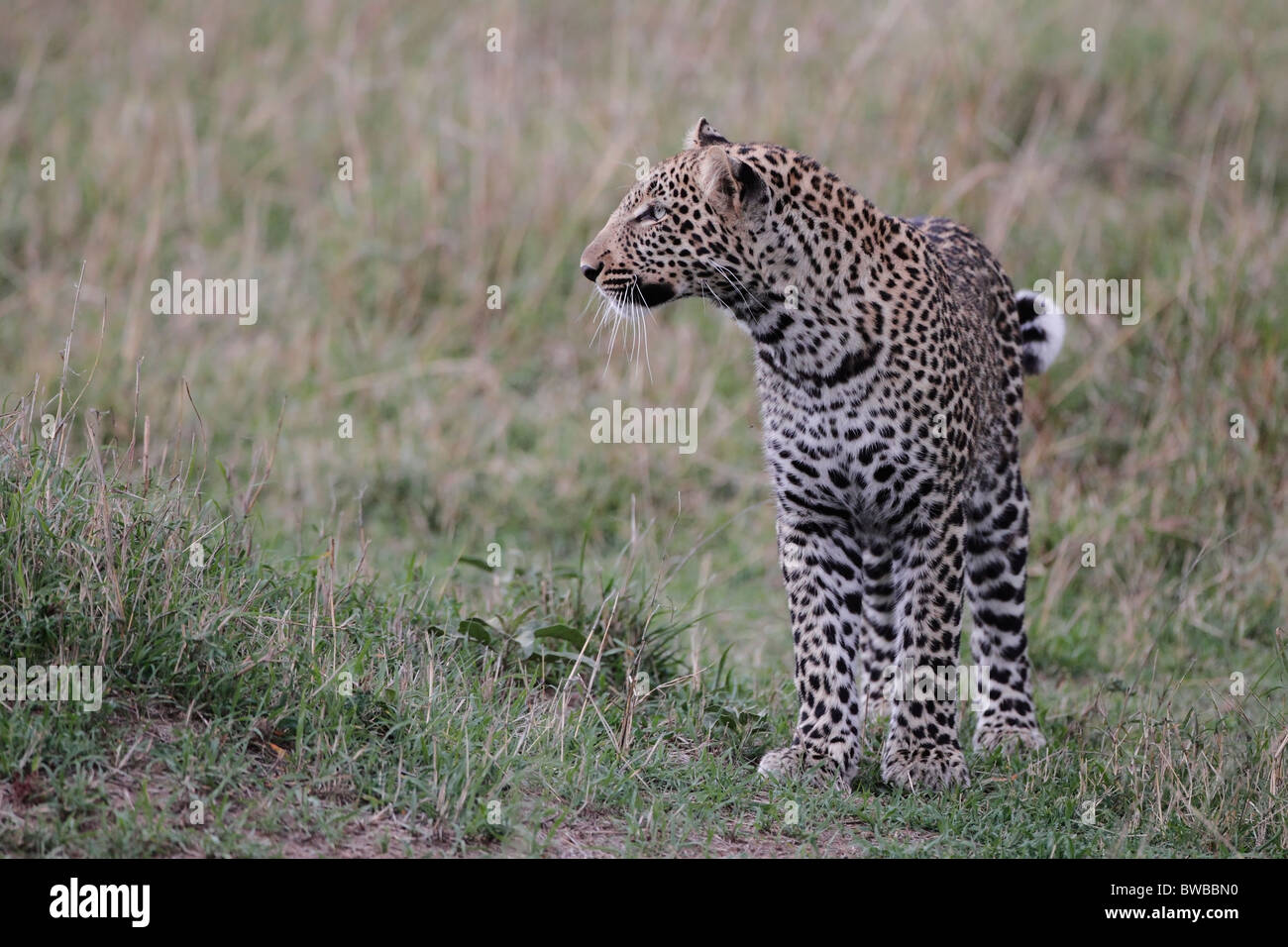 Masai Mara leopard Stock Photo - Alamy
