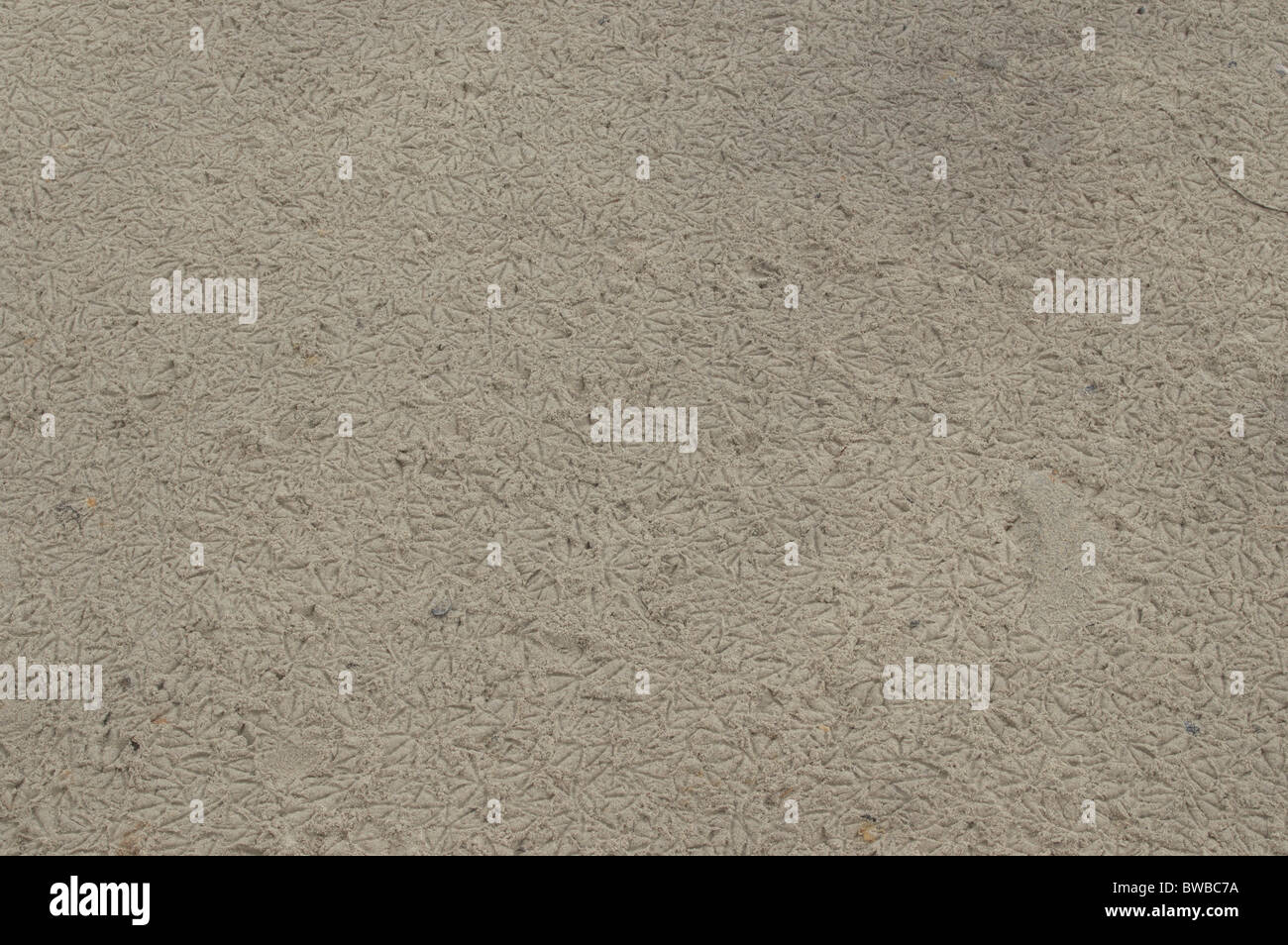 Gull footprints on the sand Stock Photo - Alamy