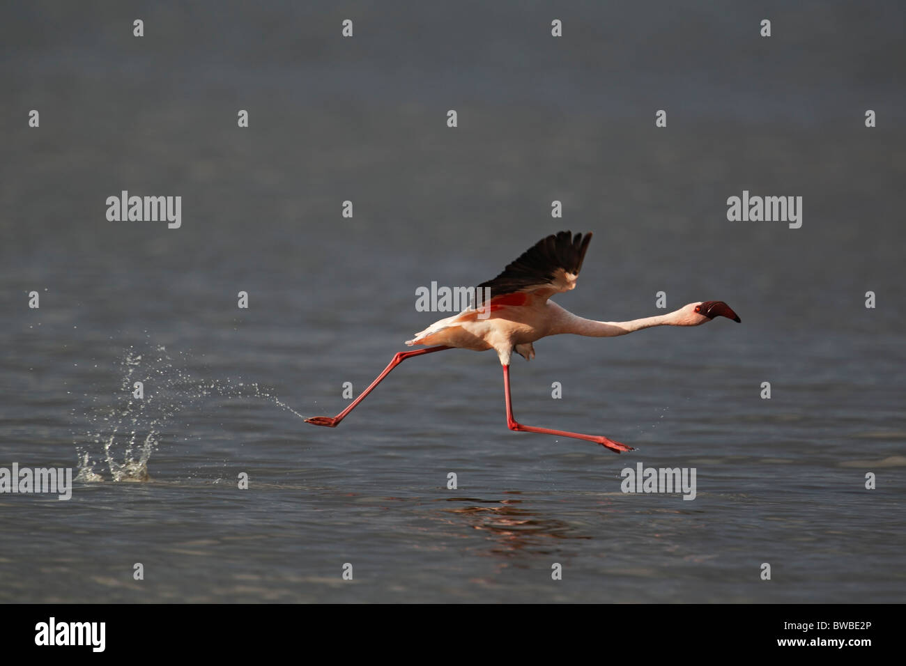 Starting Lesser Flamingo, Lake Nakuru Nationalpark, Kenya, Rift Valley ...