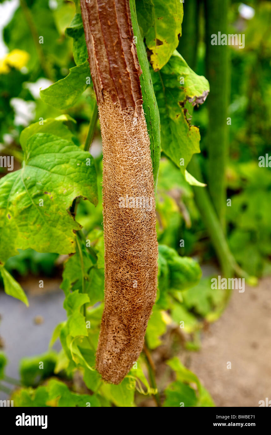 Gourd luffa seed hi-res stock photography and images - Alamy