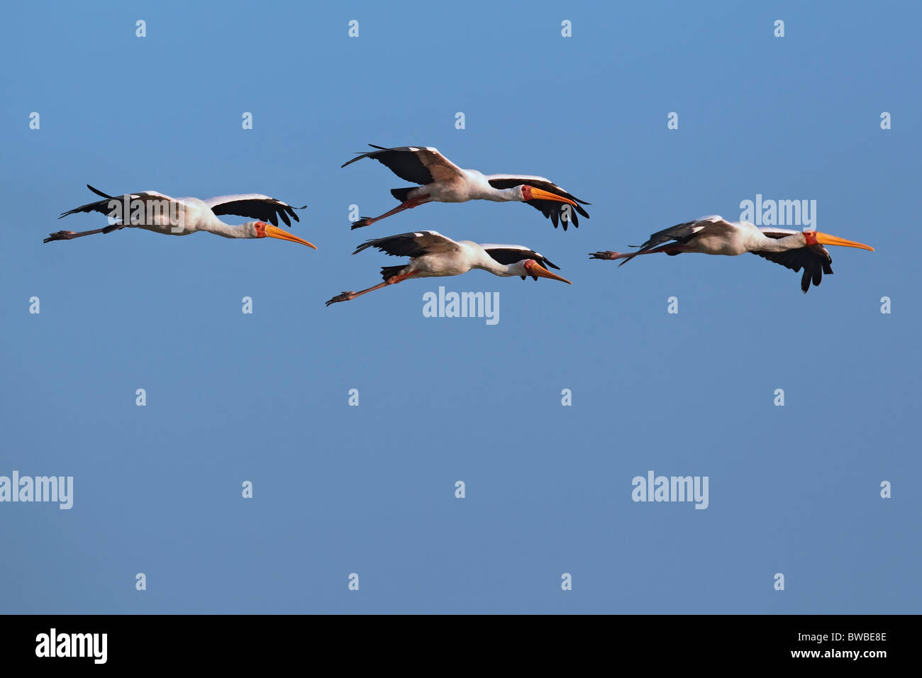 Yellow-billed Storks in flight Stock Photo - Alamy