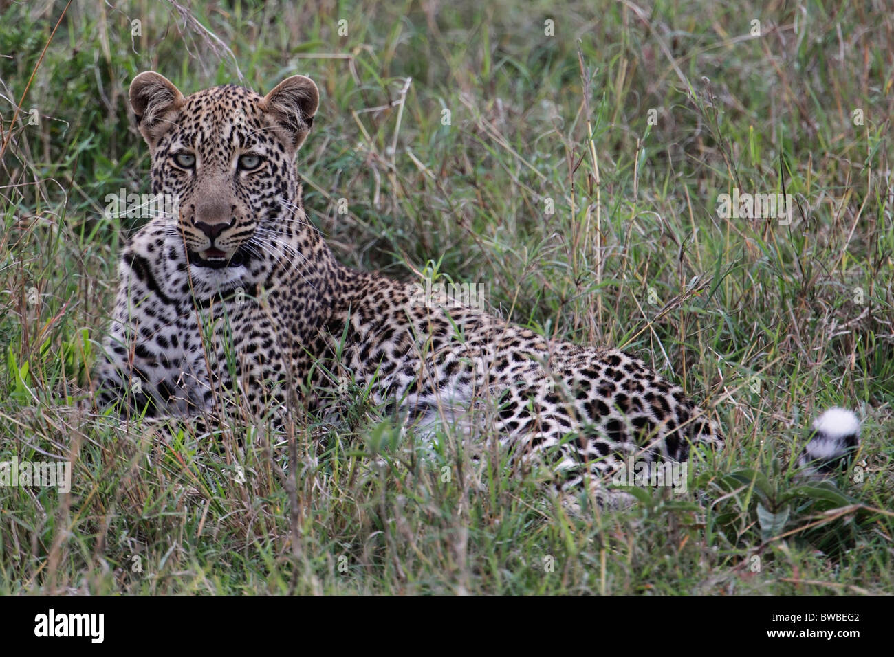 Masai Mara leopard lying in grass Stock Photo - Alamy
