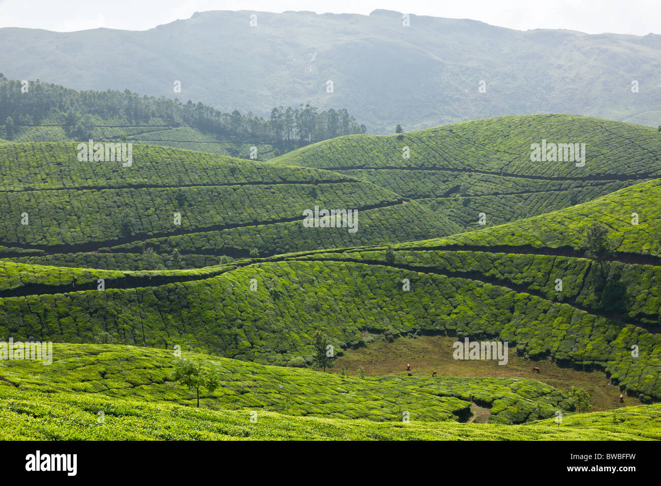 Tea plantations in India Stock Photo - Alamy