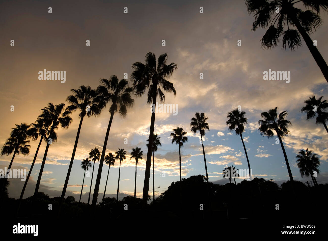 Palm trees Hyuga City, Miyazaki prefecture, Japan Stock Photo - Alamy