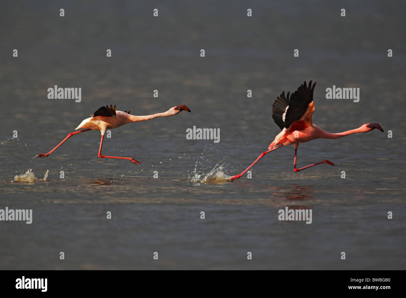 Starting Lesser Flamingo, Lake Nakuru Nationalpark, Kenya, Rift Valley ...