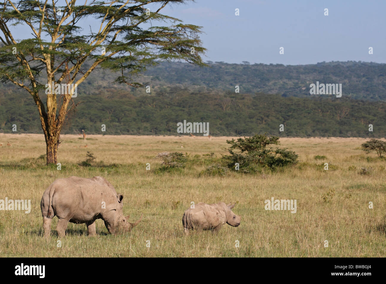 White Rhino grazing, Lake Nakuru Nationalpark, Kenya. Mother and calf ...