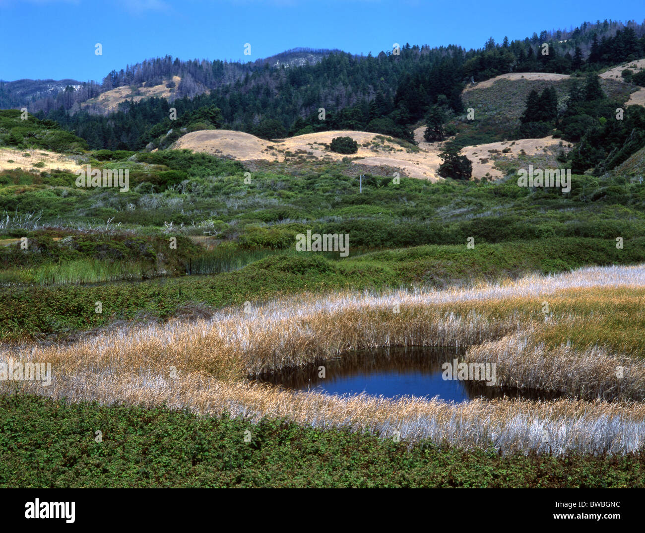 Scott Creek, Santa Clara County, California Stock Photo - Alamy