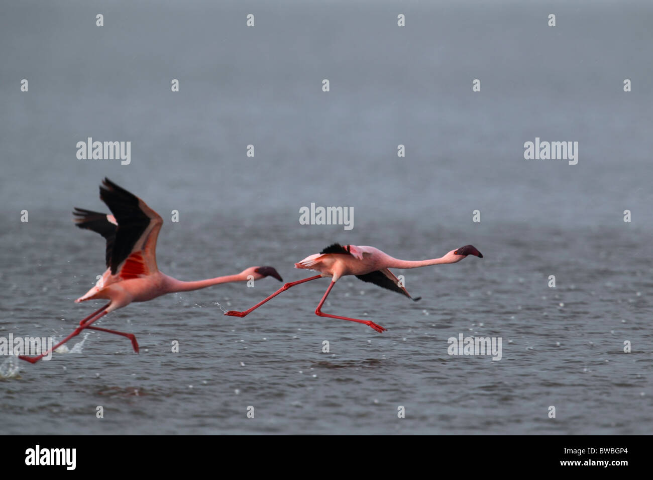 Starting Lesser Flamingos, Lake Nakuru, Kenya Stock Photo - Alamy