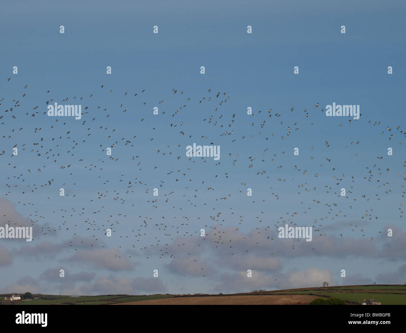 Birds of flight hi-res stock photography and images - Alamy