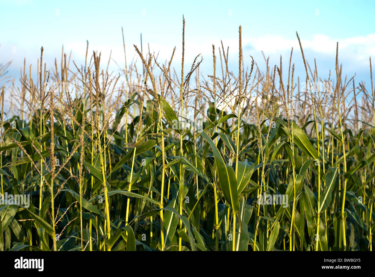 field of maize Stock Photo - Alamy