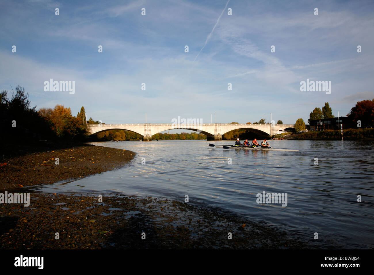 Rowers on the River Thames at Chiswick Bridge, Chiswick, London, UK ...