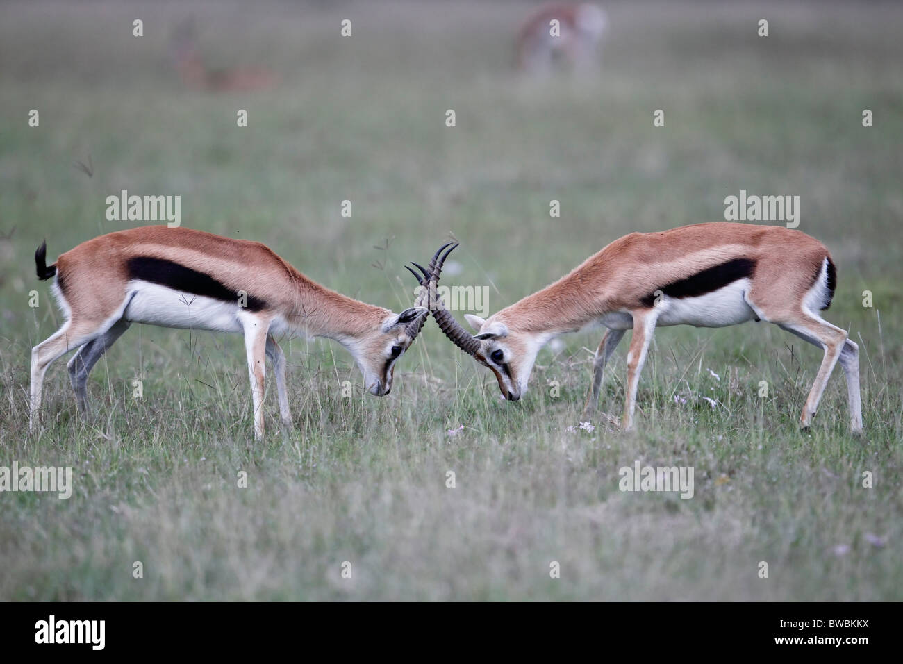 African thomson gazelle hi-res stock photography and images - Alamy