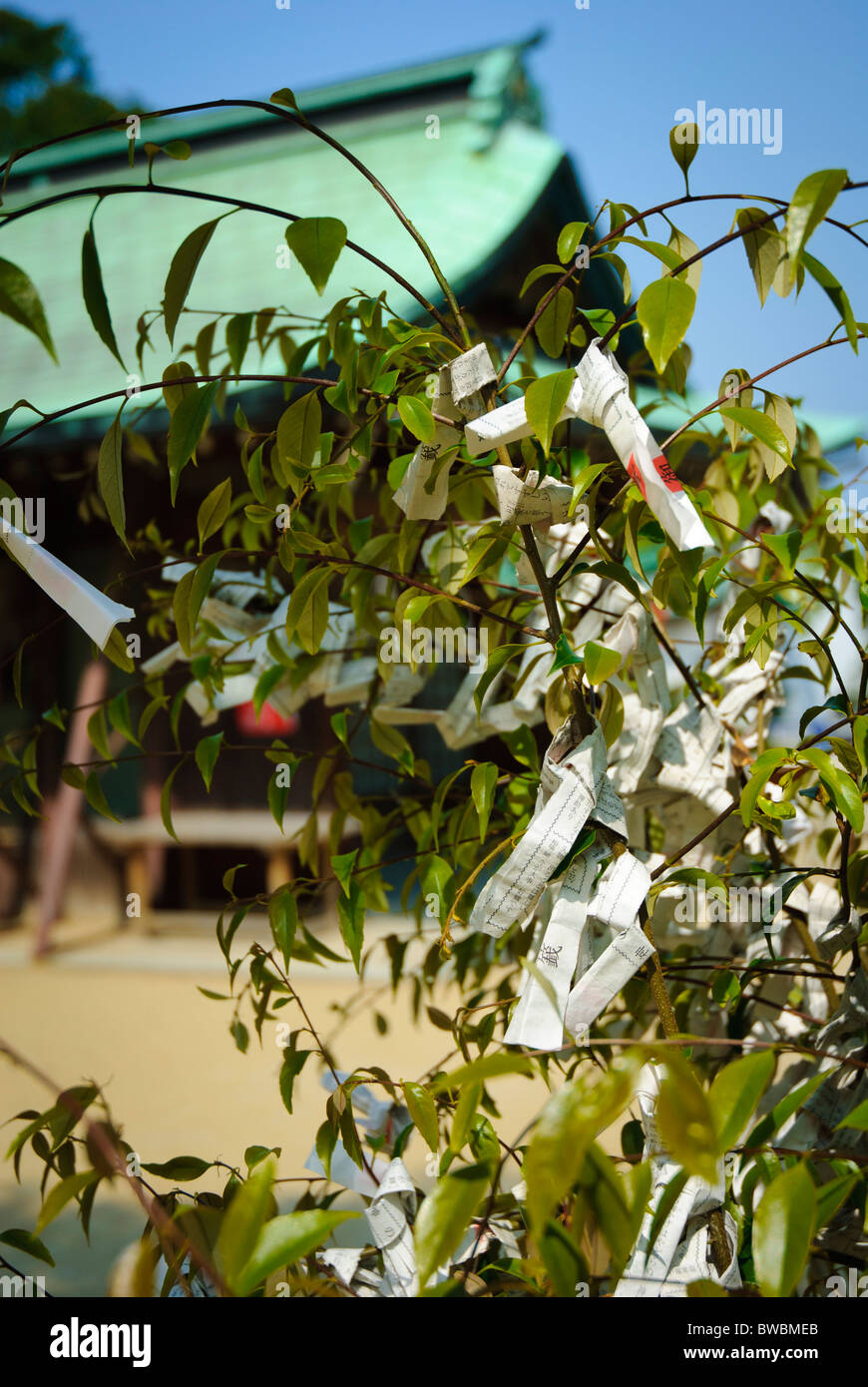 Tied to a tree hi-res stock photography and images - Alamy