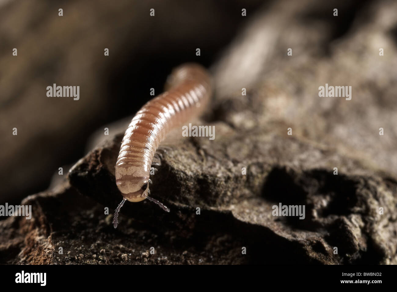 Dead millipede hi-res stock photography and images - Alamy
