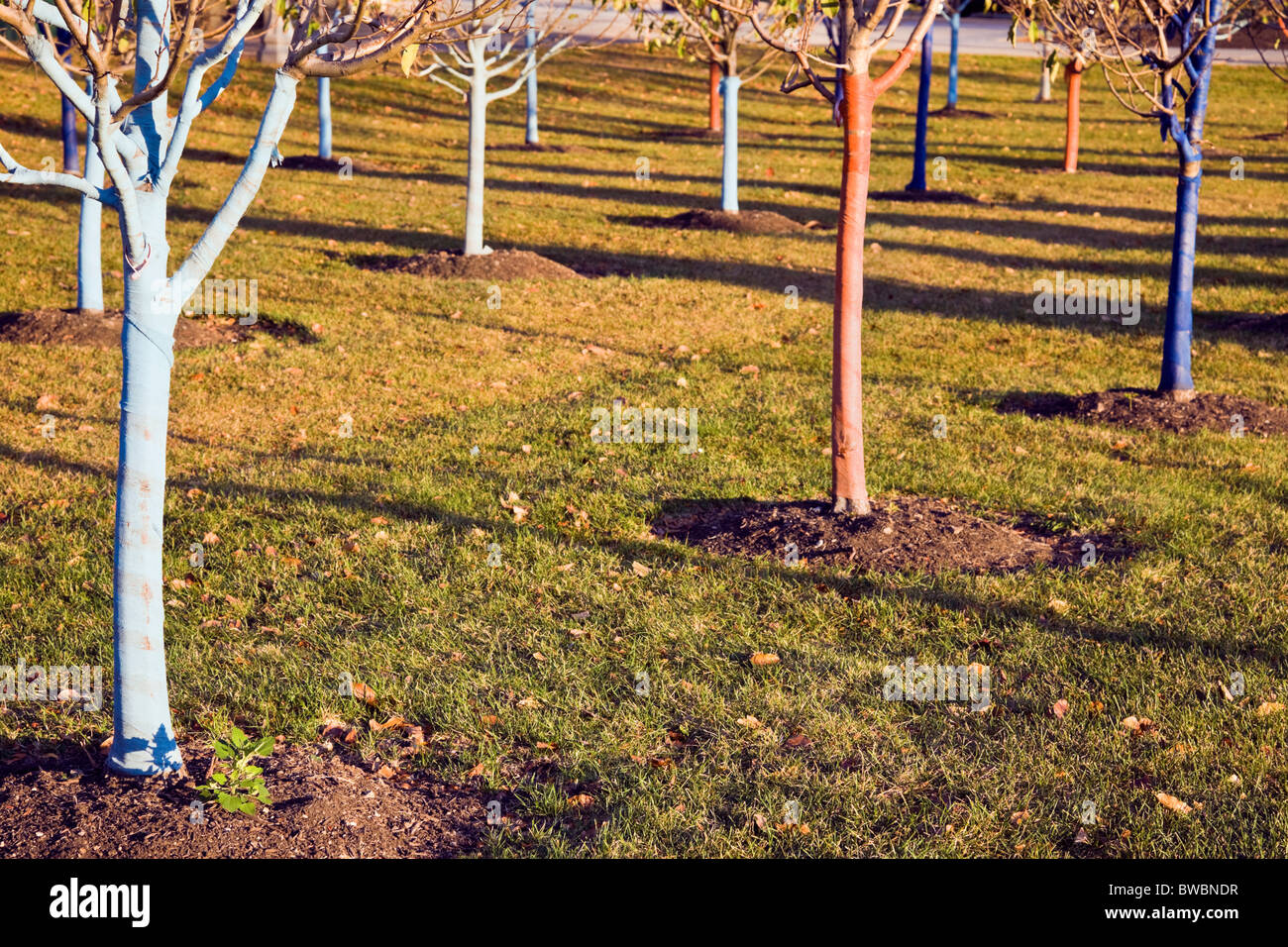Protected young trees hi-res stock photography and images - Alamy