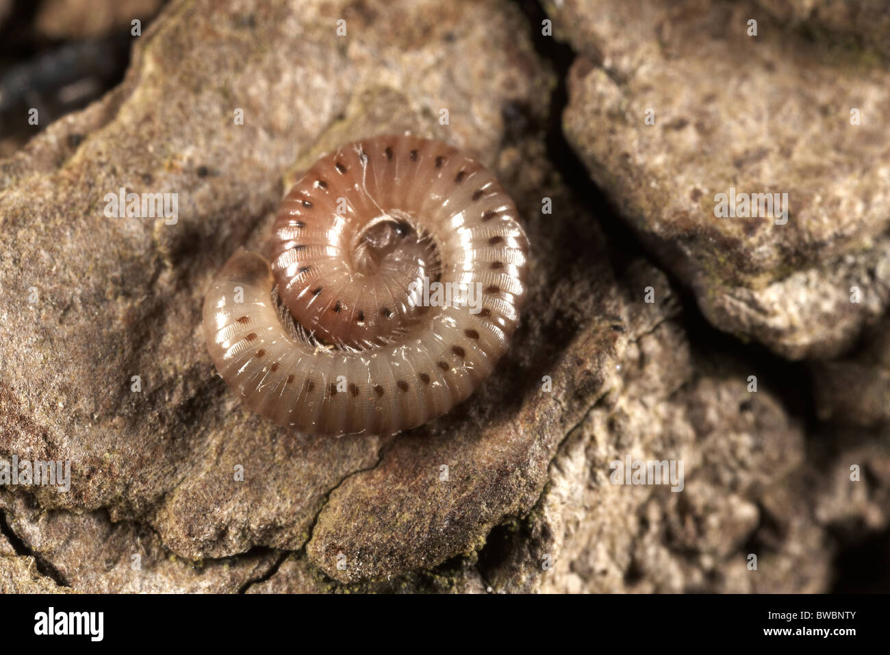Millipede rolled up on dead wood, uk Stock Photo - Alamy