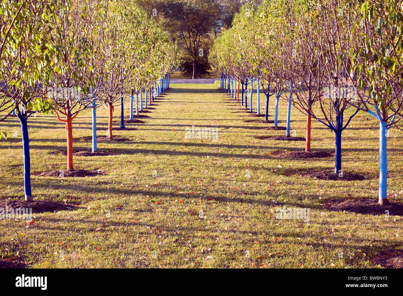 Tree rows in the park - protected for winter Stock Photo - Alamy