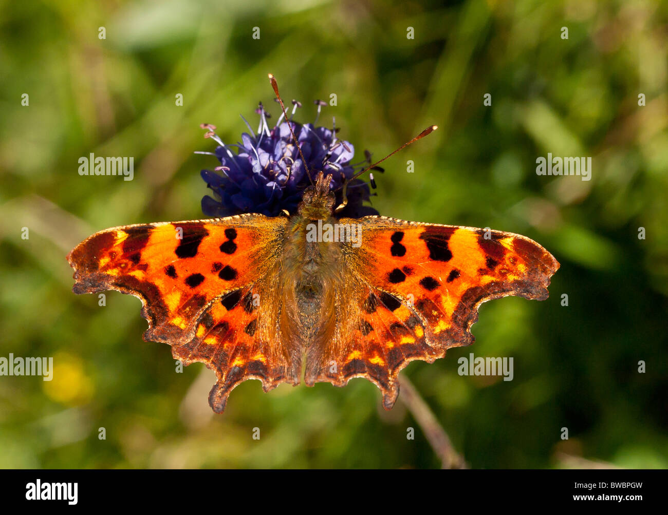 Yorkshire butterfly hi-res stock photography and images - Alamy