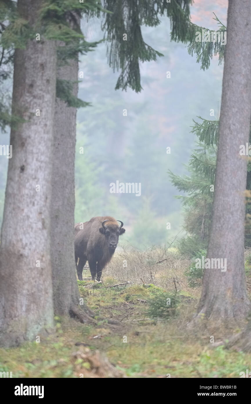 European bison - Wisent (Bison bonasus) male looking between trees in ...