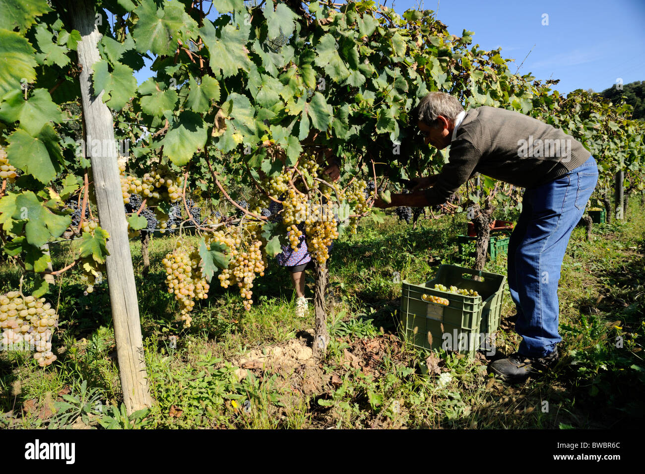 Italian Grape Harvest Stock Photos & Italian Grape Harvest Stock Images ...