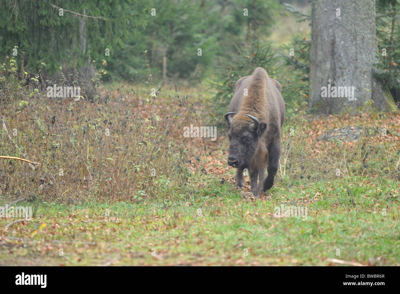Male wisent hi-res stock photography and images - Alamy