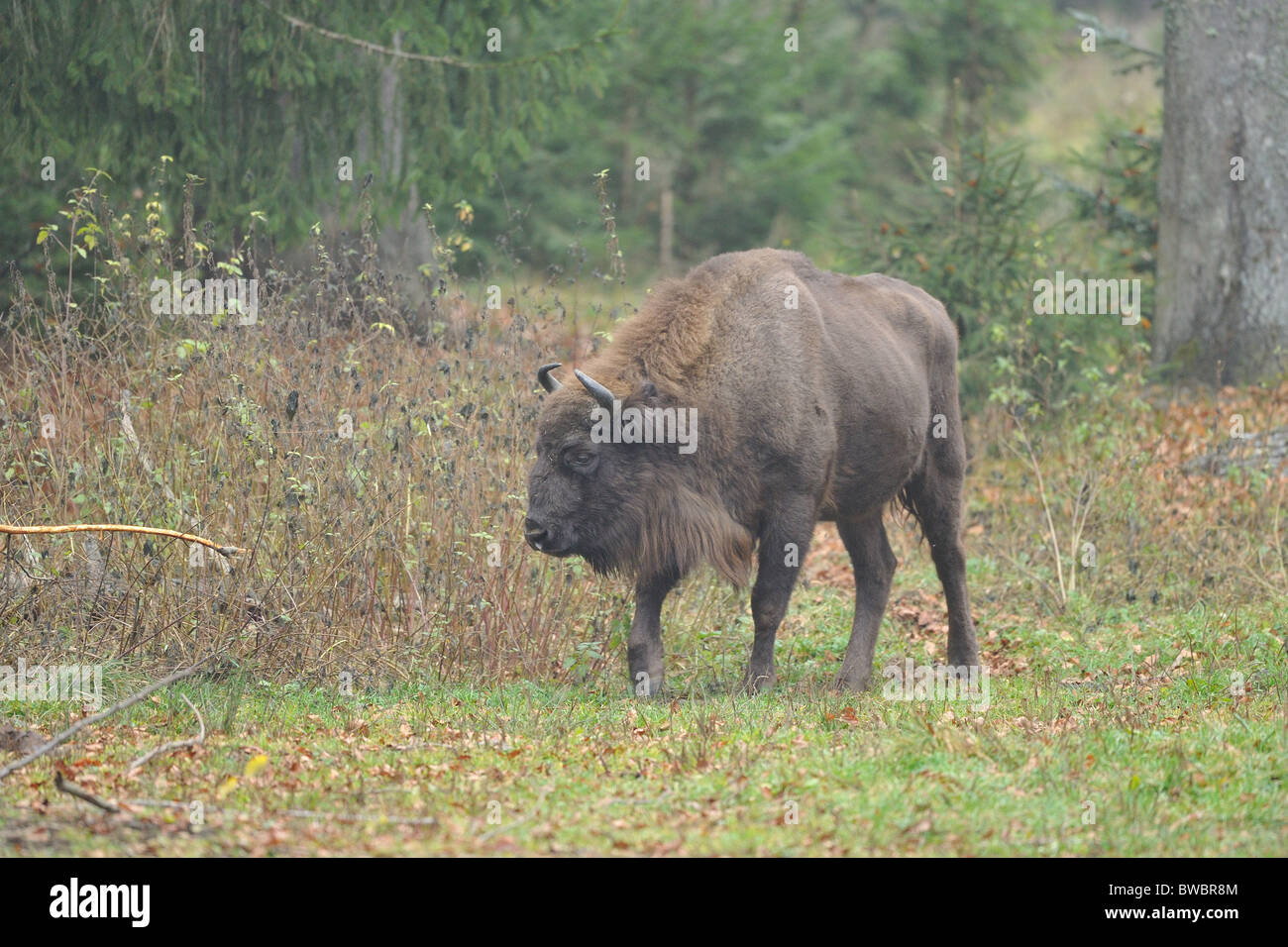 European bison - Wisent (Bison bonasus) male Stock Photo - Alamy