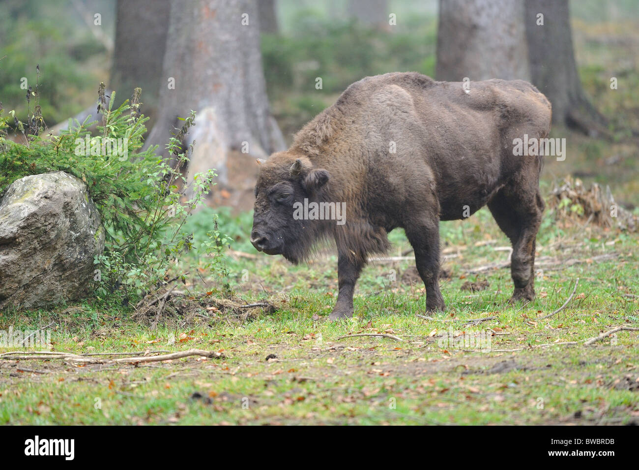 European bison - Wisent (Bison bonasus) female Stock Photo - Alamy