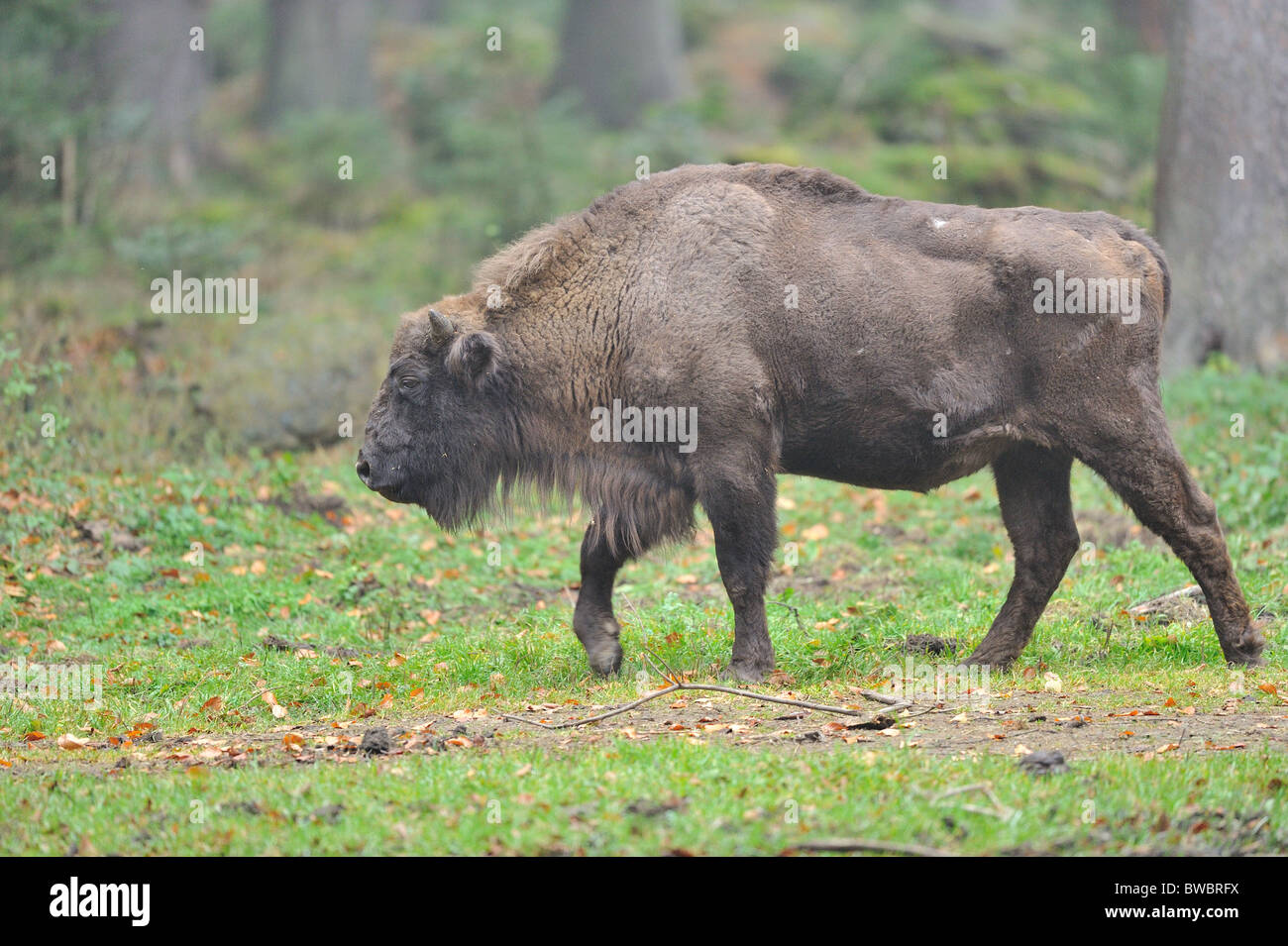 European bison - Wisent (Bison bonasus) female Stock Photo - Alamy