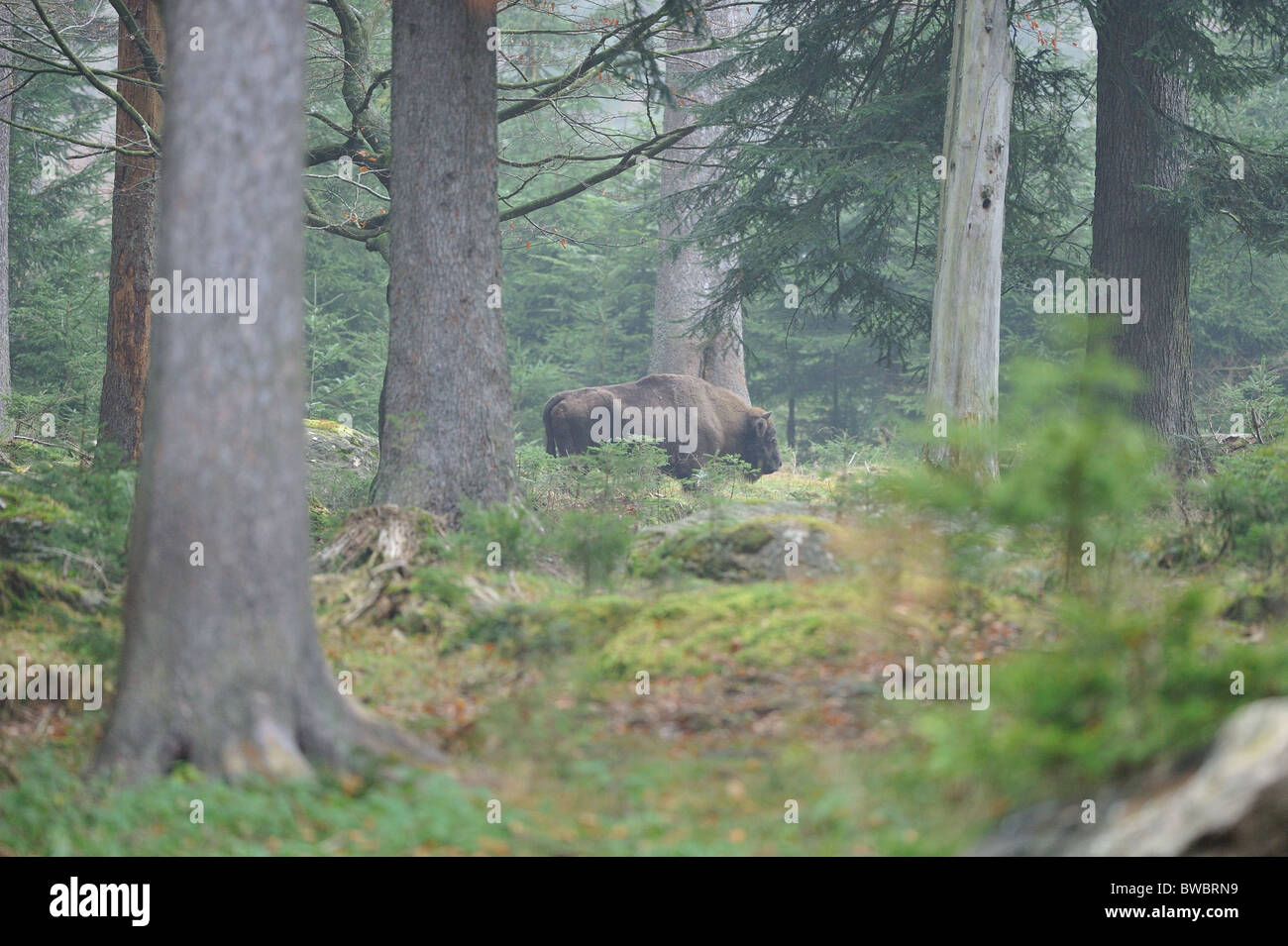 European bison - Wisent (Bison bonasus) female between trees in the ...