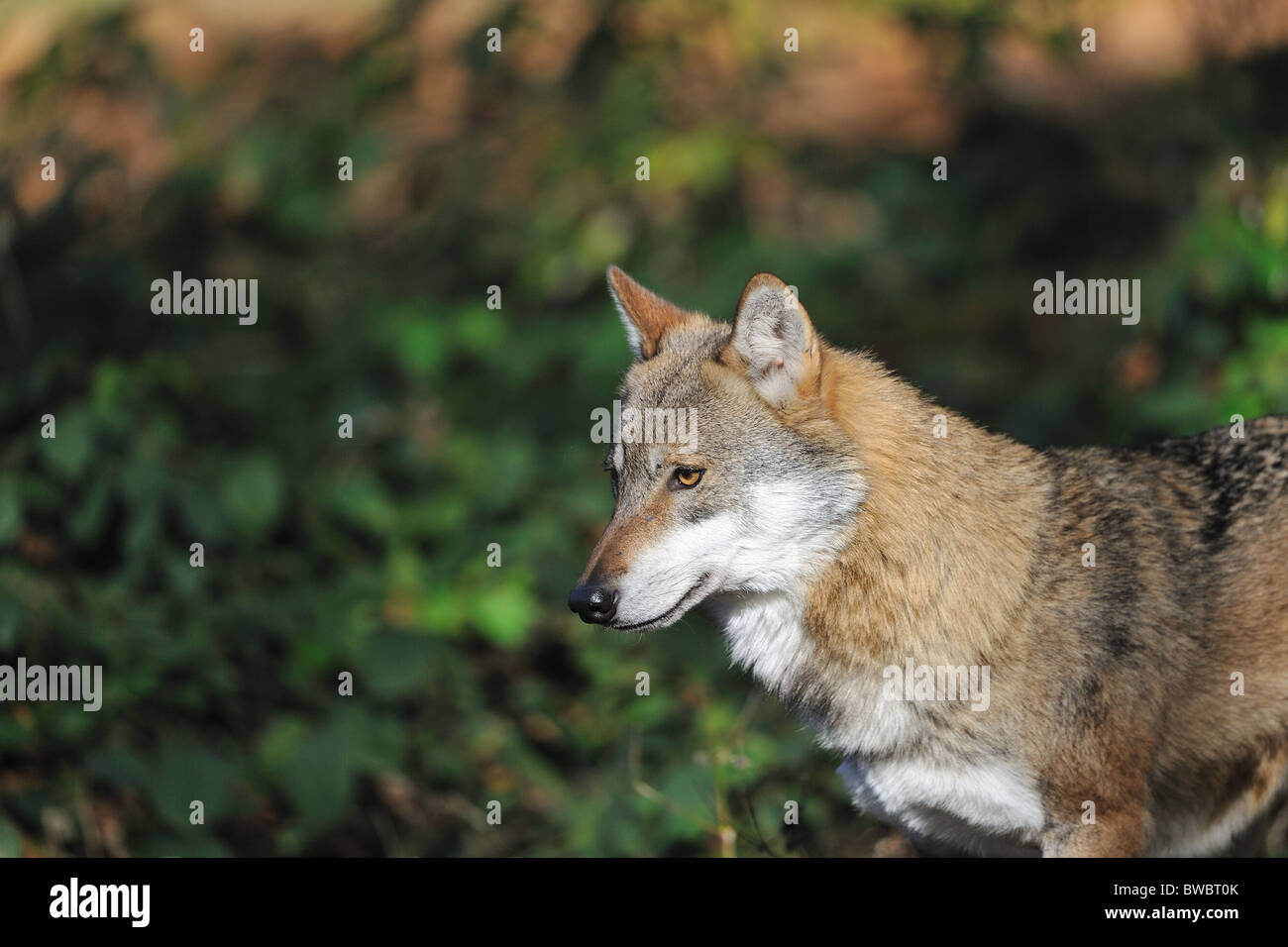 Adult male grey wolf hi-res stock photography and images - Alamy