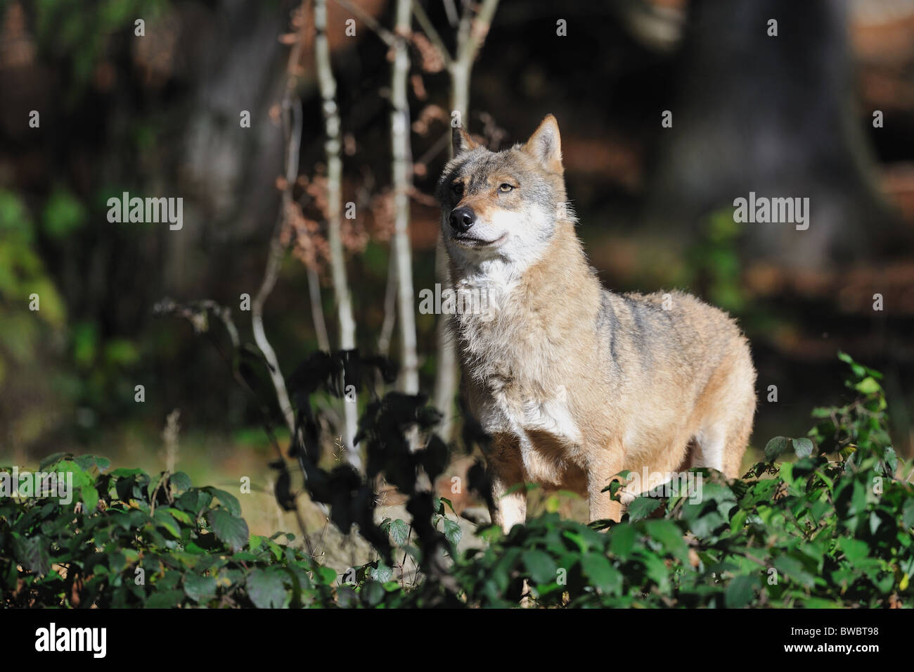Bush wolf hi-res stock photography and images - Alamy