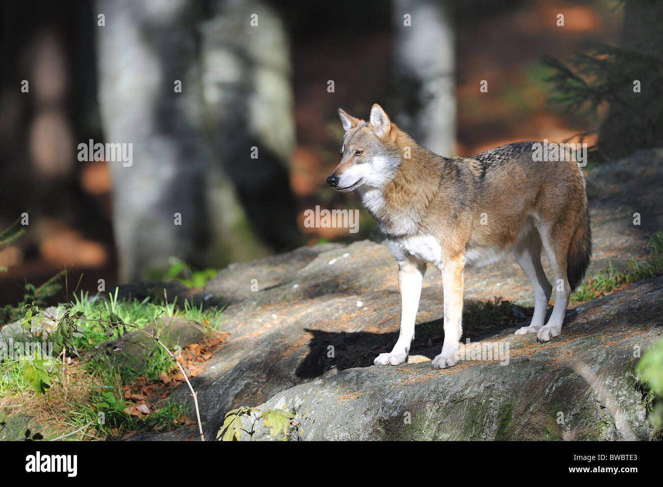 Eurasian Wolf
