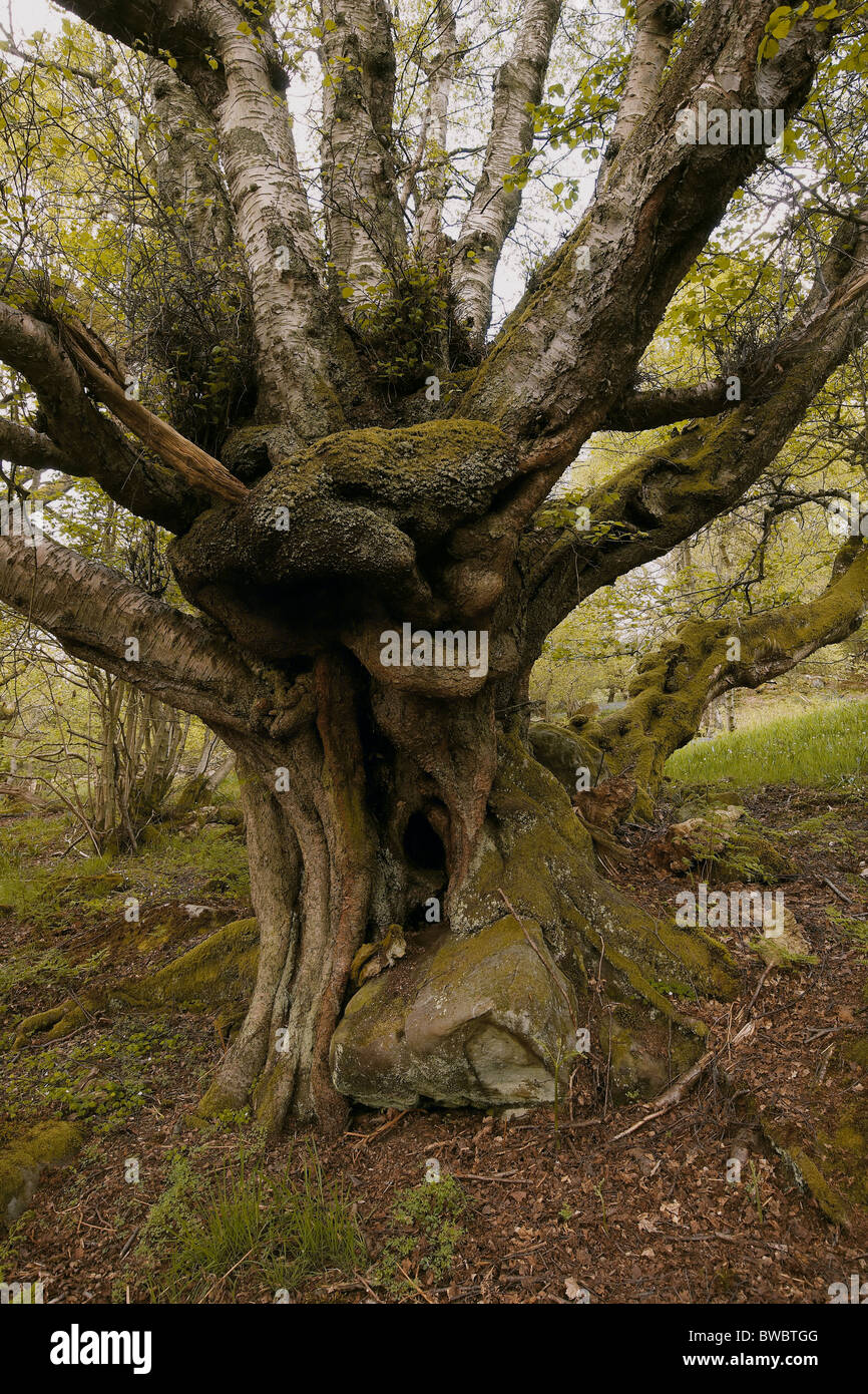 Ancient gnarled twisted birch tree, Betula growing around a rock ...