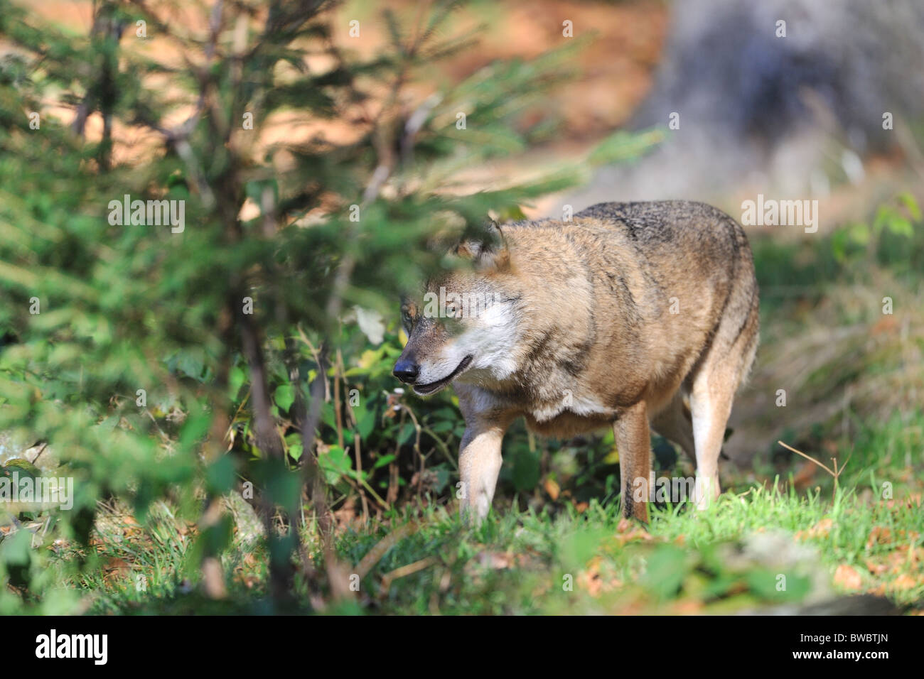 Bush wolf hi-res stock photography and images - Alamy