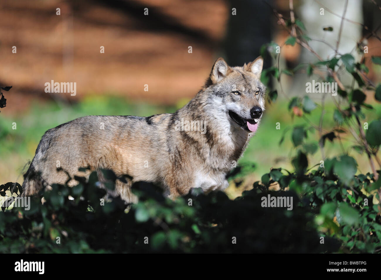 Bush wolf hi-res stock photography and images - Alamy